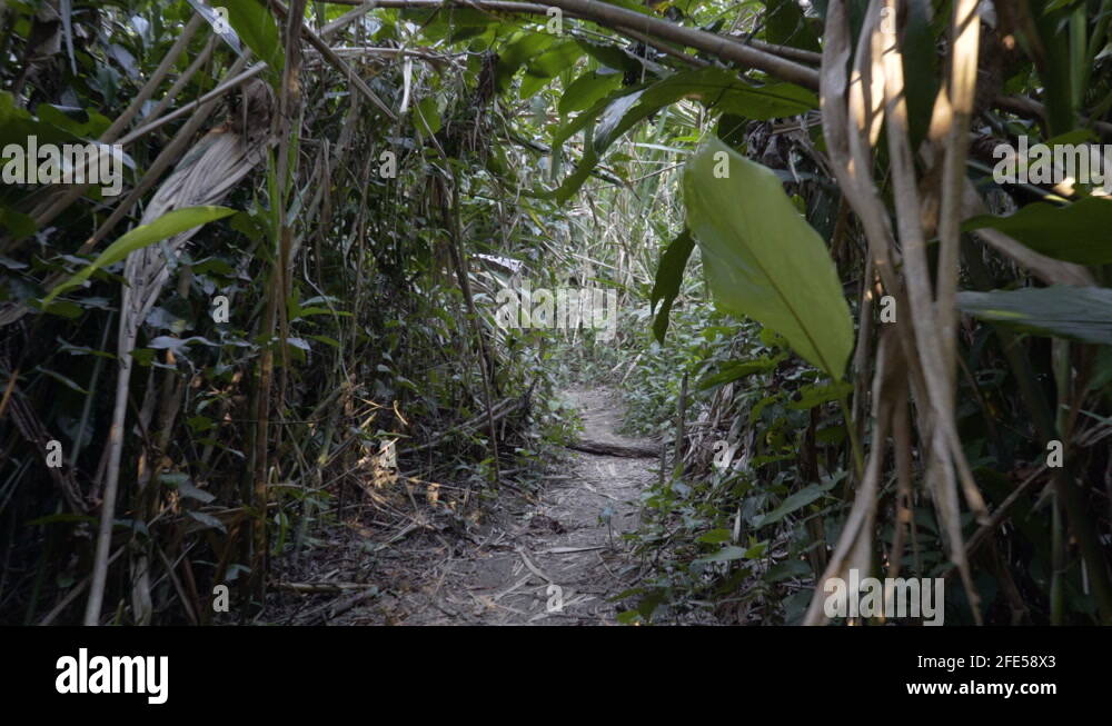 Tracking shot along small jungle path in dense tropical Amazon ...