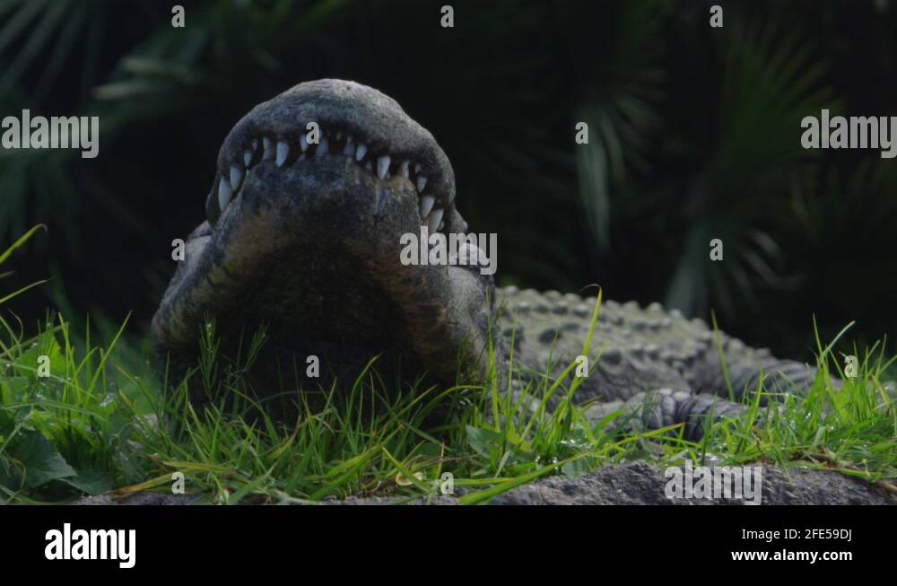 Alligator crocodile face Stock Videos & Footage - HD and 4K Video Clips ...