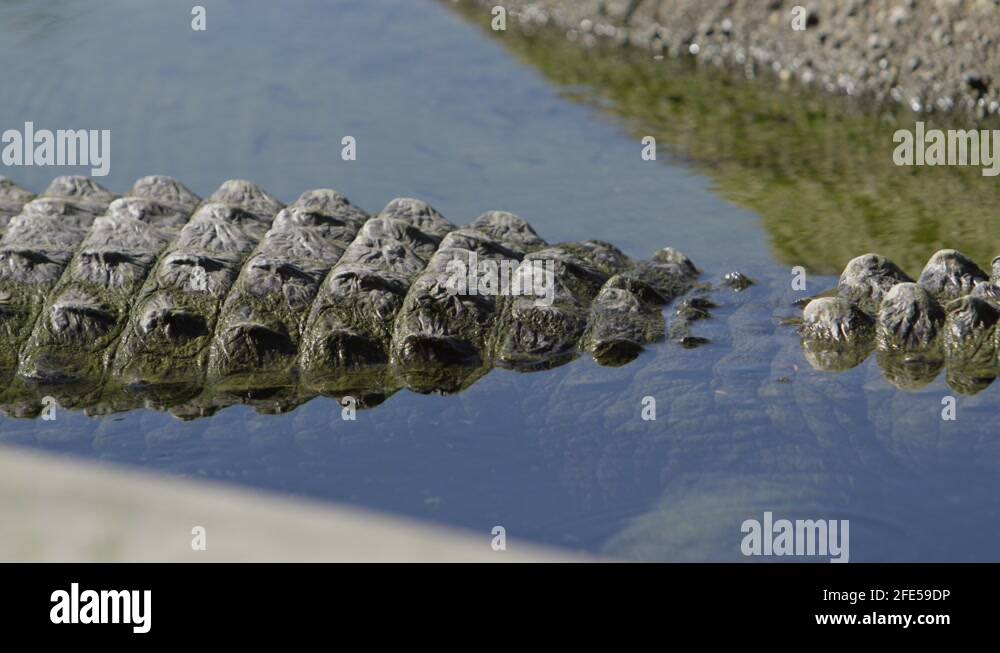 Pan scales Stock Videos & Footage - HD and 4K Video Clips - Alamy