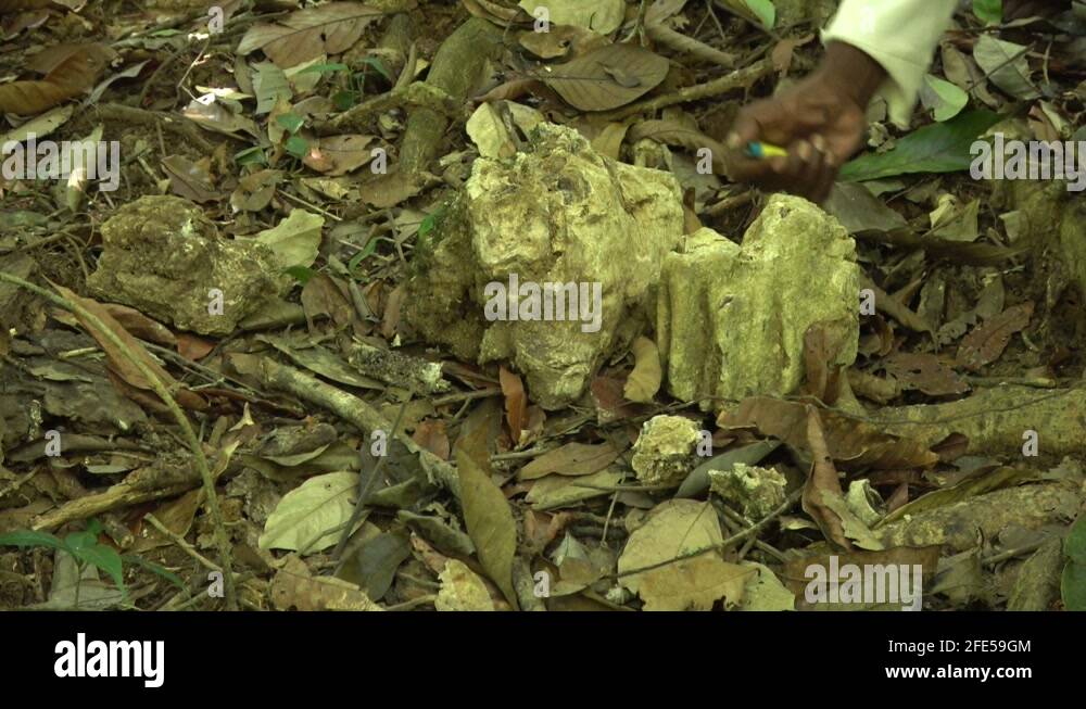 Damar tree Stock Videos & Footage - HD and 4K Video Clips - Alamy