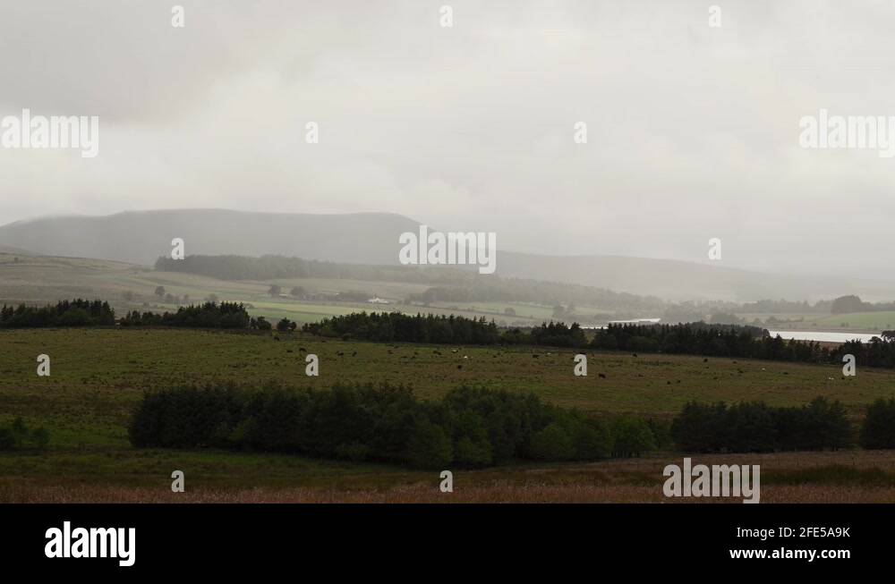 Scotland beef cattle Stock Videos & Footage - HD and 4K Video Clips - Alamy