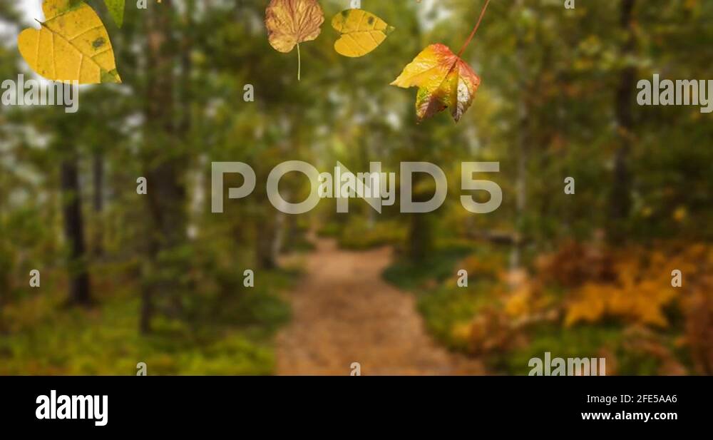 Repetition in nature Stock Videos & Footage - HD and 4K Video Clips - Alamy