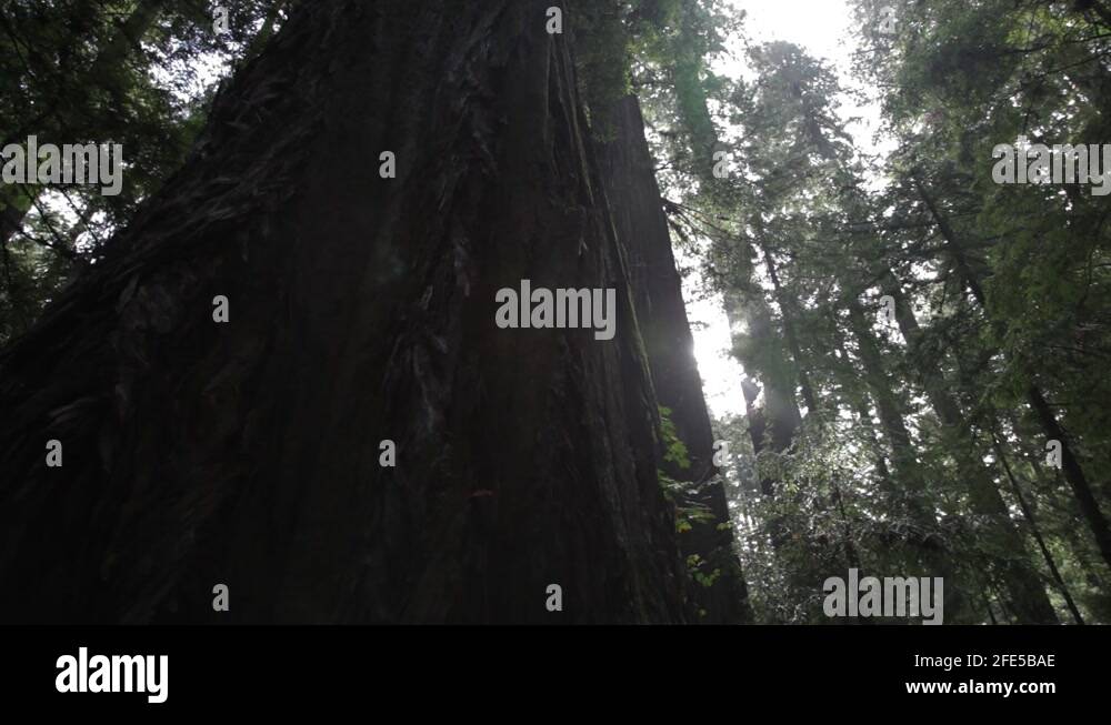 Slow Pan Down Trunk Of Redwood Tree To Base Ground Level In Forest ...