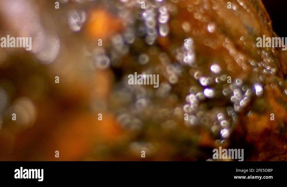 travelling out of Pig leg ham detailed macro shoot ing, where it is ...