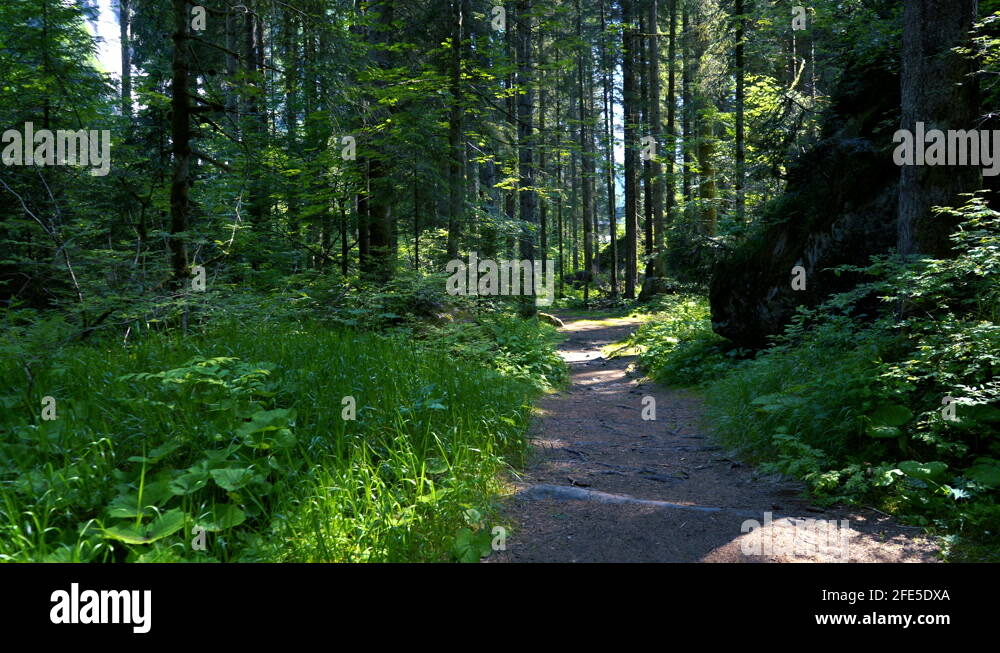 Pan view of Mountain Trekking Trail in the Green Forest. Pine Trees and ...