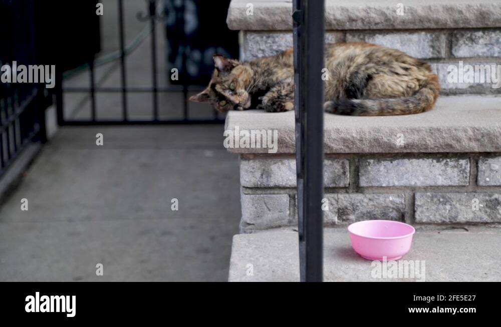 Cat looks sad Stock Videos & Footage - HD and 4K Video Clips - Alamy