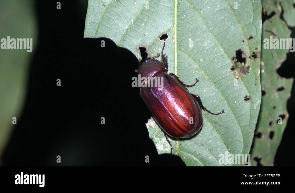 Scarab beetle grub Stock Videos & Footage - HD and 4K Video Clips - Alamy