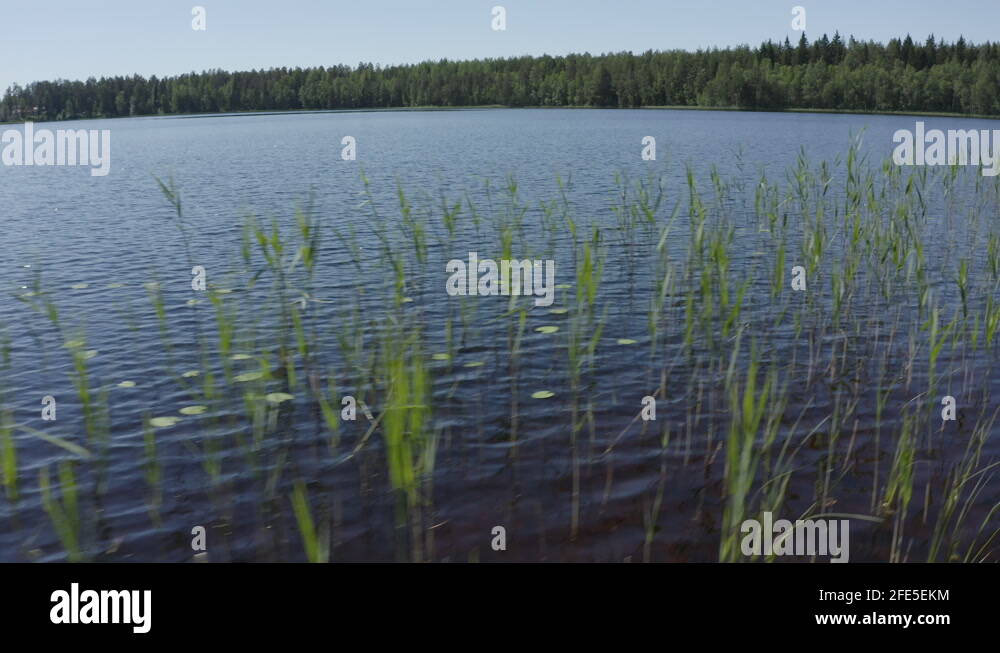 Stalks of green grass on the water surface on a forest lake Stock Video ...