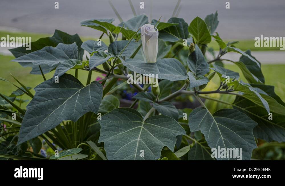 Calonyction aculeatum Stock Videos & Footage - HD and 4K Video Clips ...