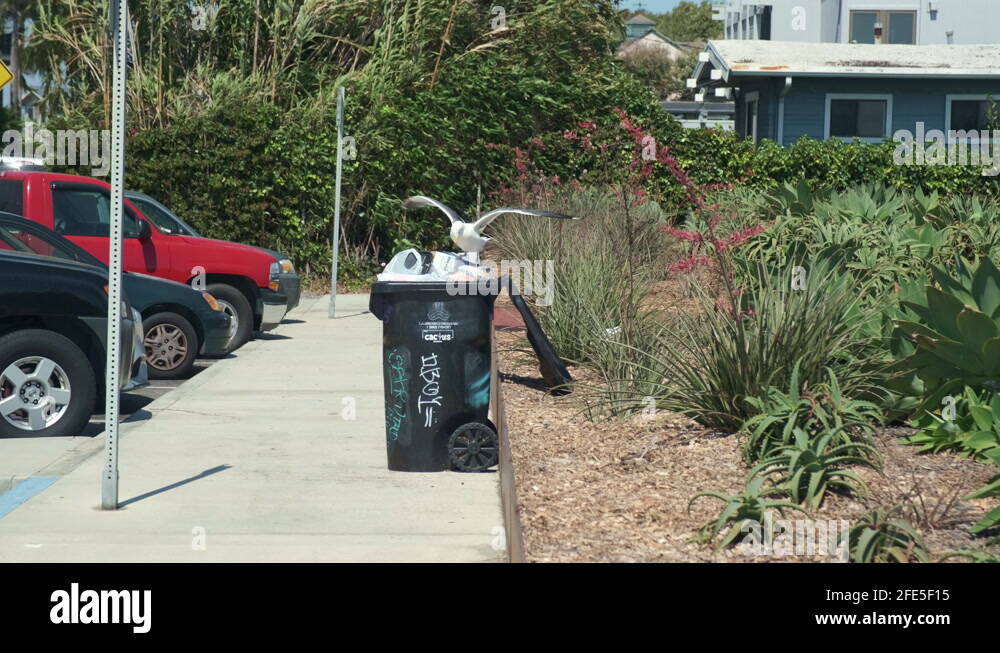 Seagull Landing on Garbage Bin Picking at Trash in Parking Area Stock ...