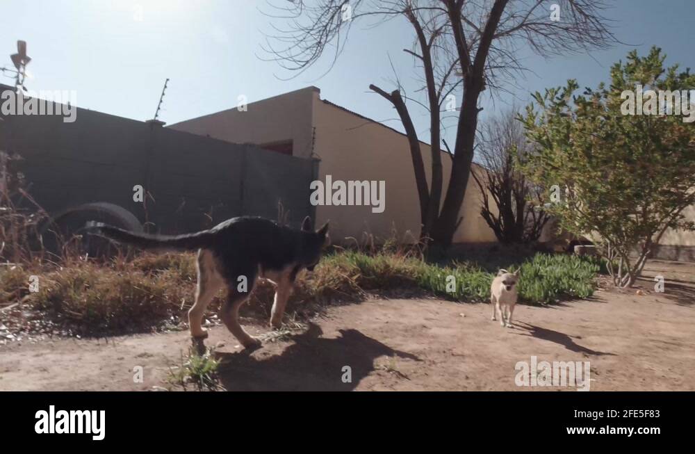 Two dogs playing outside Stock Videos & Footage - HD and 4K Video Clips ...