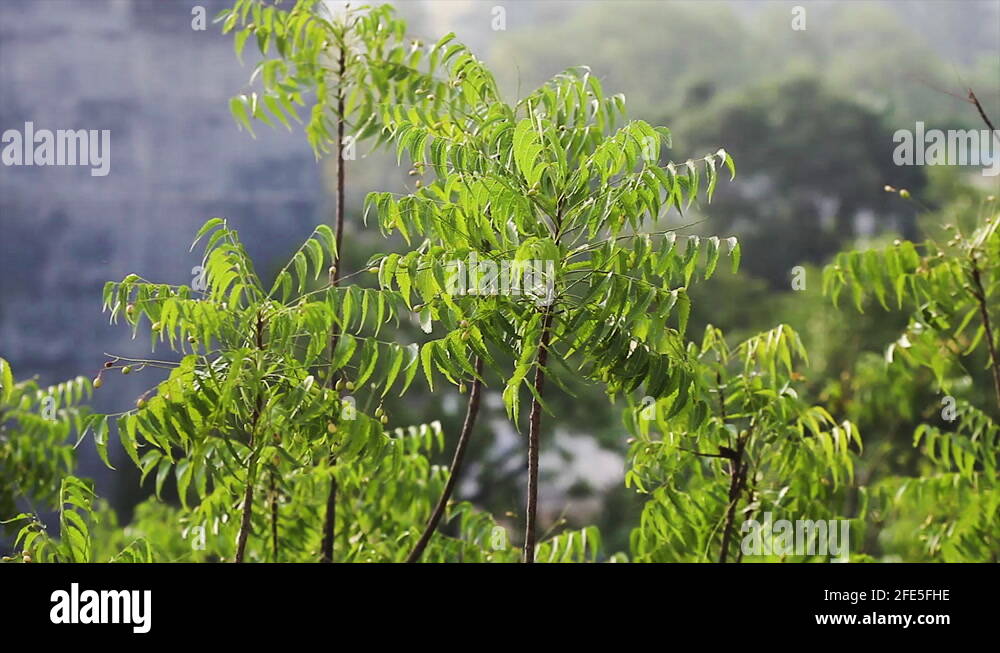 Neem fruit Stock Videos & Footage - HD and 4K Video Clips - Alamy