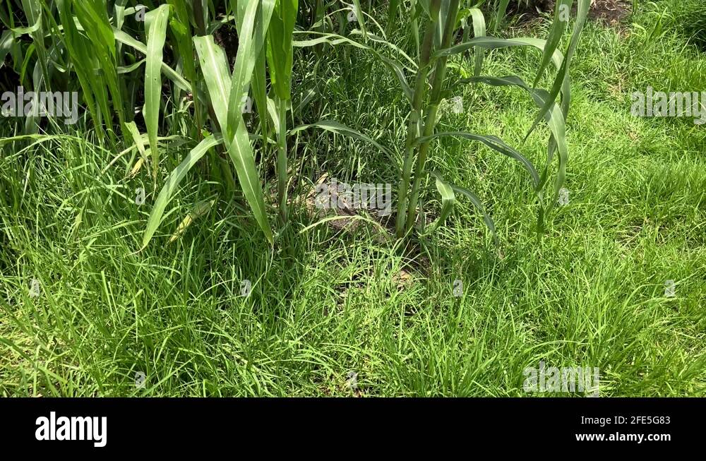 Maize life cycle Stock Videos & Footage - HD and 4K Video Clips - Alamy