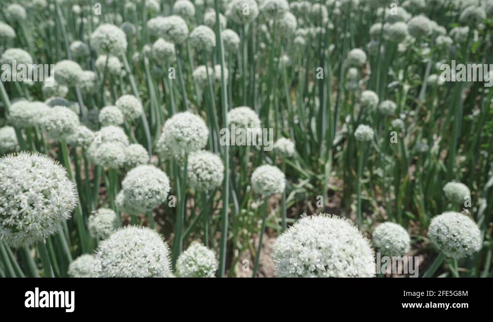 Onion seed head Stock Videos & Footage - HD and 4K Video Clips - Alamy