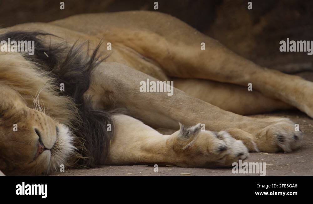 male lion sleeping in the breeze pan from paws to head Stock Video ...