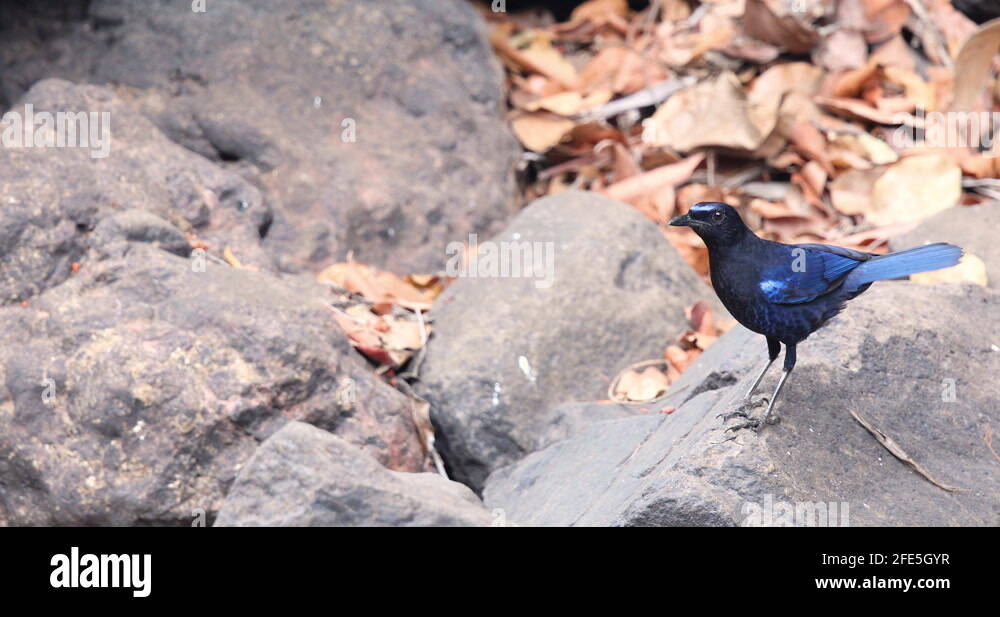 The blue thrush Stock Videos & Footage - HD and 4K Video Clips - Alamy