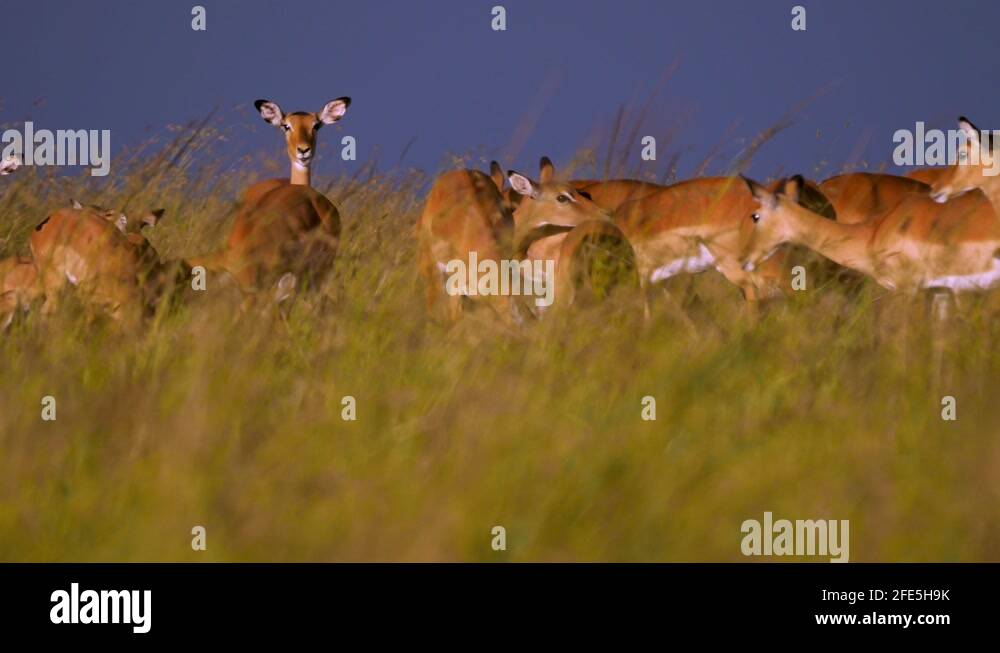 Female impala harem Stock Videos & Footage - HD and 4K Video Clips - Alamy