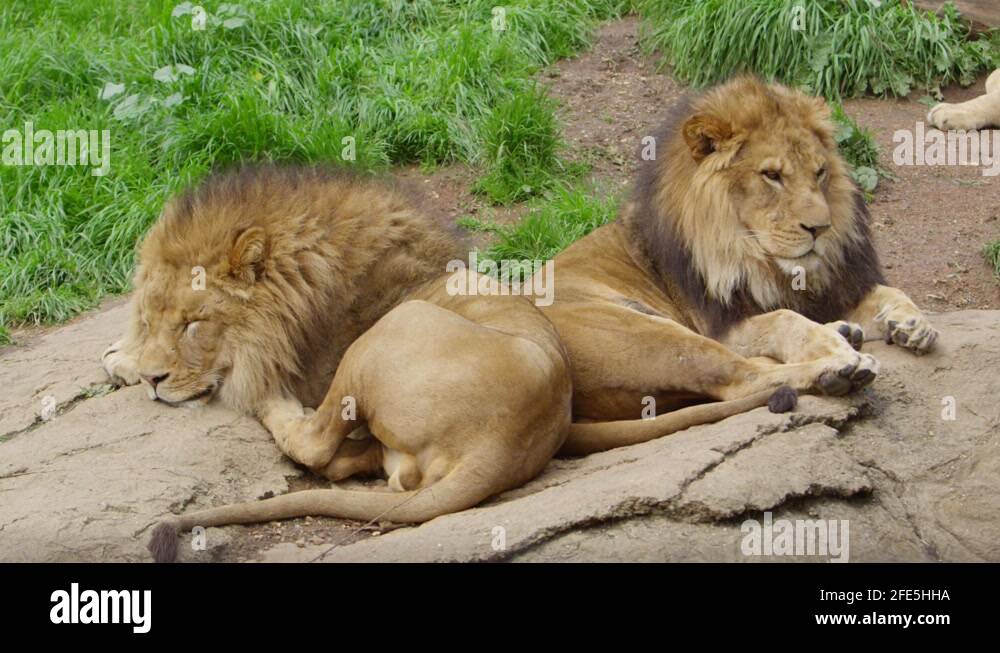 Male Lion Brothers Stock Videos And Footage Hd And 4k Video Clips Alamy