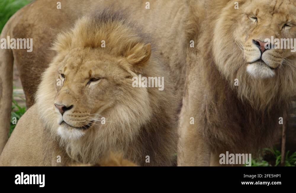 rogue lion brother smelling the air for prey together Stock Video ...