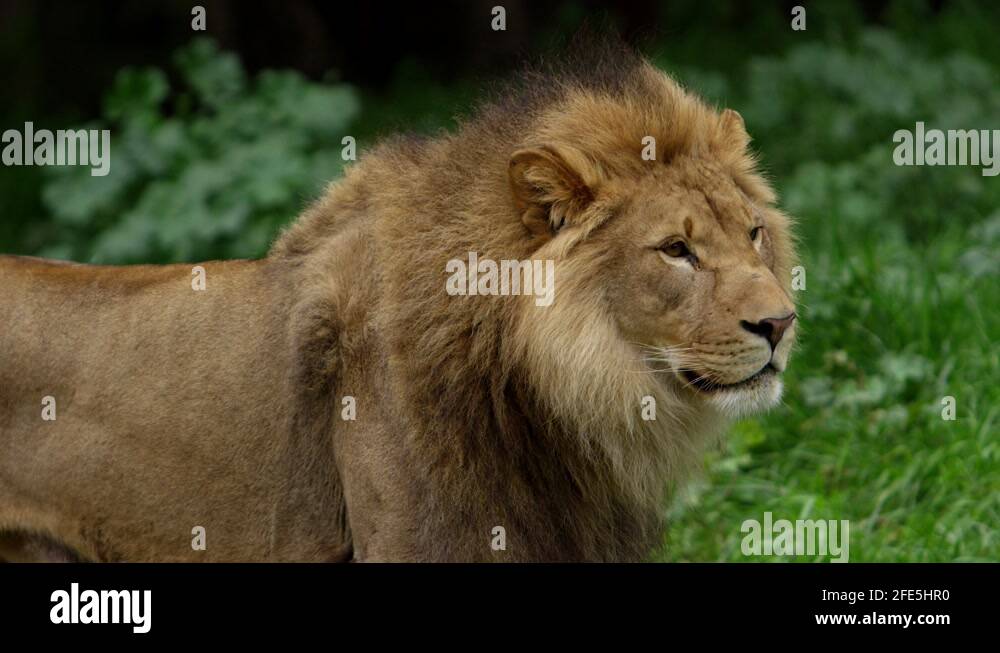 Beauty in the wild Stock Videos & Footage - HD and 4K Video Clips - Alamy