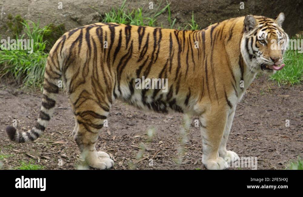 tiger licking its lips in forest habitat Stock Video Footage - Alamy