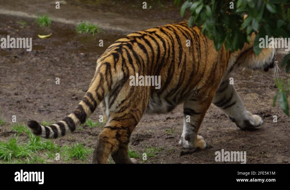 Tiger camouflage Stock Videos & Footage - HD and 4K Video Clips - Alamy