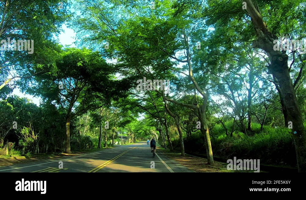 Tree shade road Stock Videos & Footage - HD and 4K Video Clips - Alamy