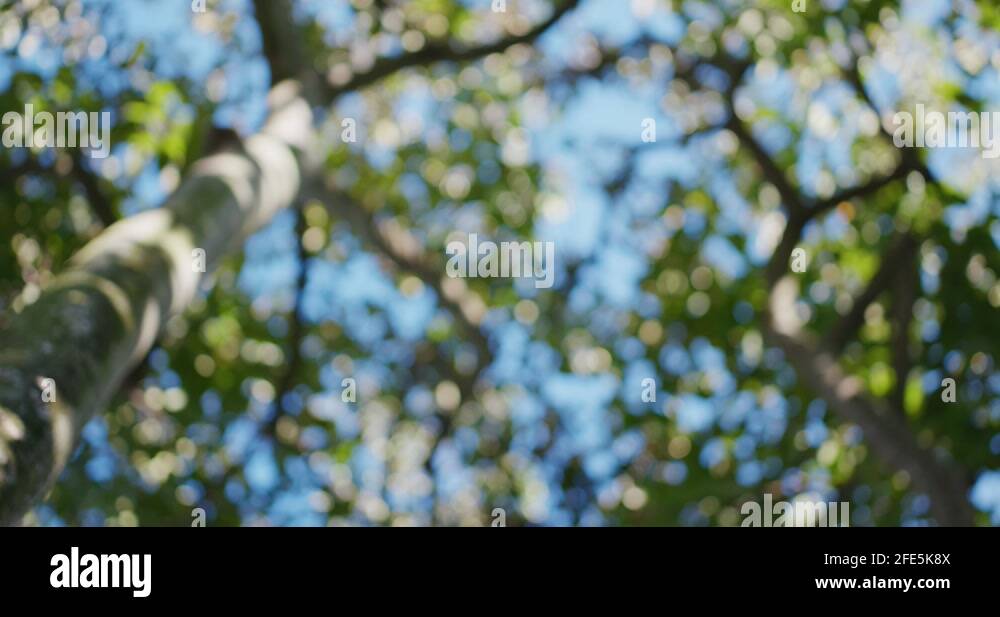 Tree from the bottom view Stock Videos & Footage - HD and 4K Video ...
