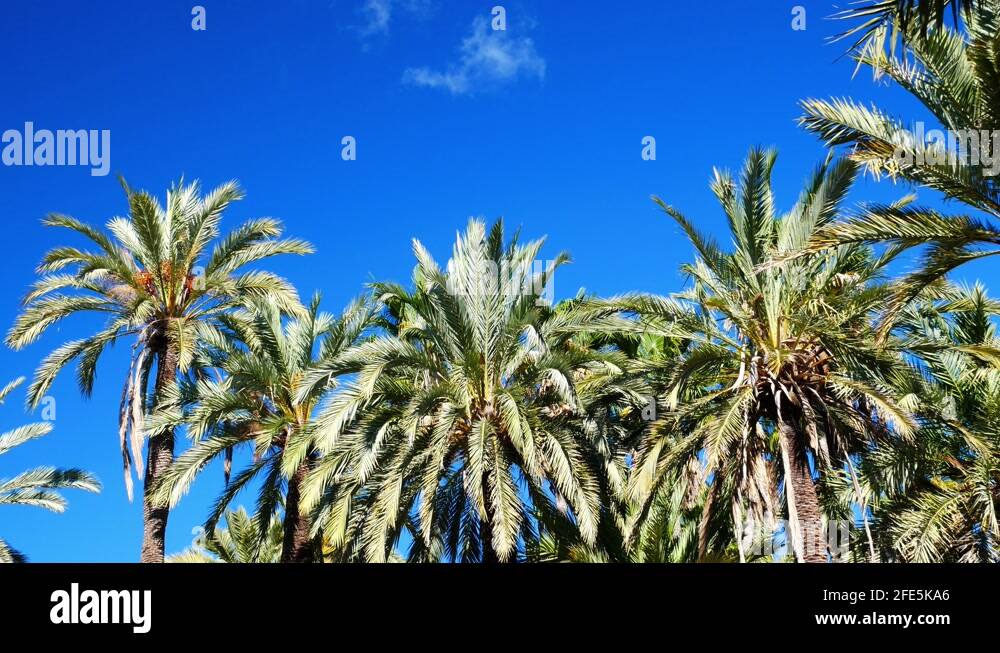 Pan left of palm trees under a beautiful blue sky with white clouds ...