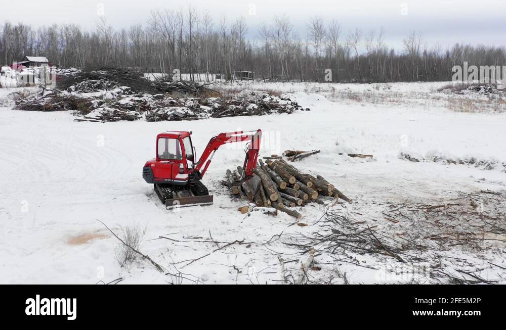 Wildlife log pile Stock Videos & Footage - HD and 4K Video Clips - Alamy