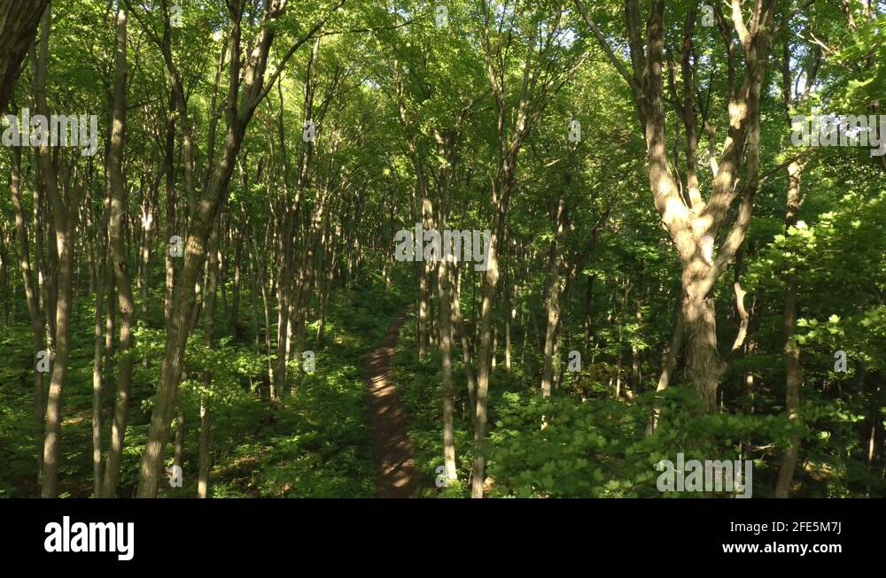 Trees with high canopy Stock Videos & Footage - HD and 4K Video Clips ...