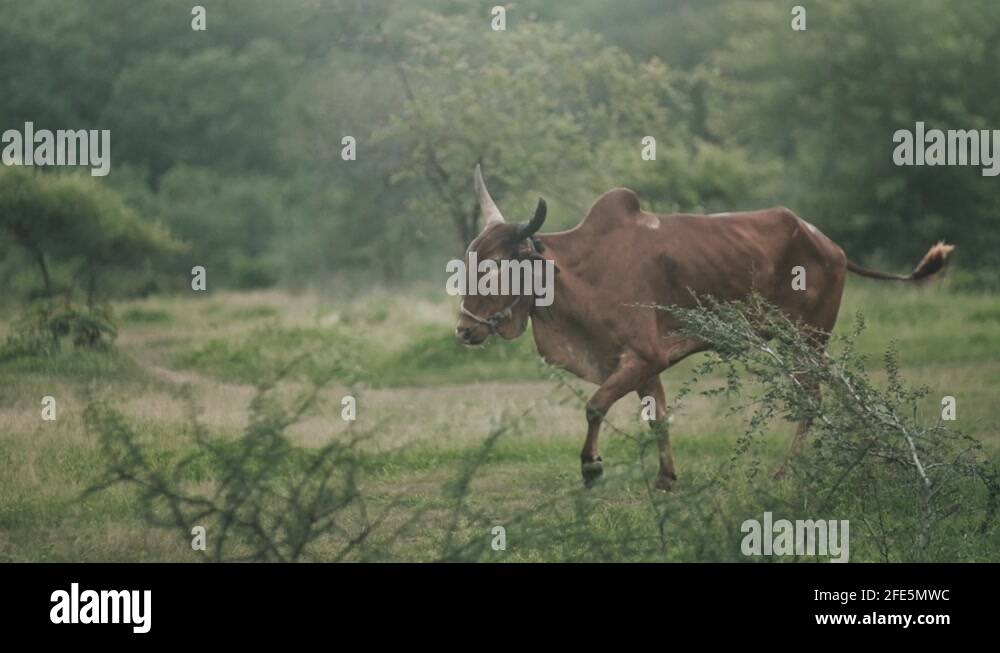 Thin cow Stock Videos & Footage - HD and 4K Video Clips - Alamy