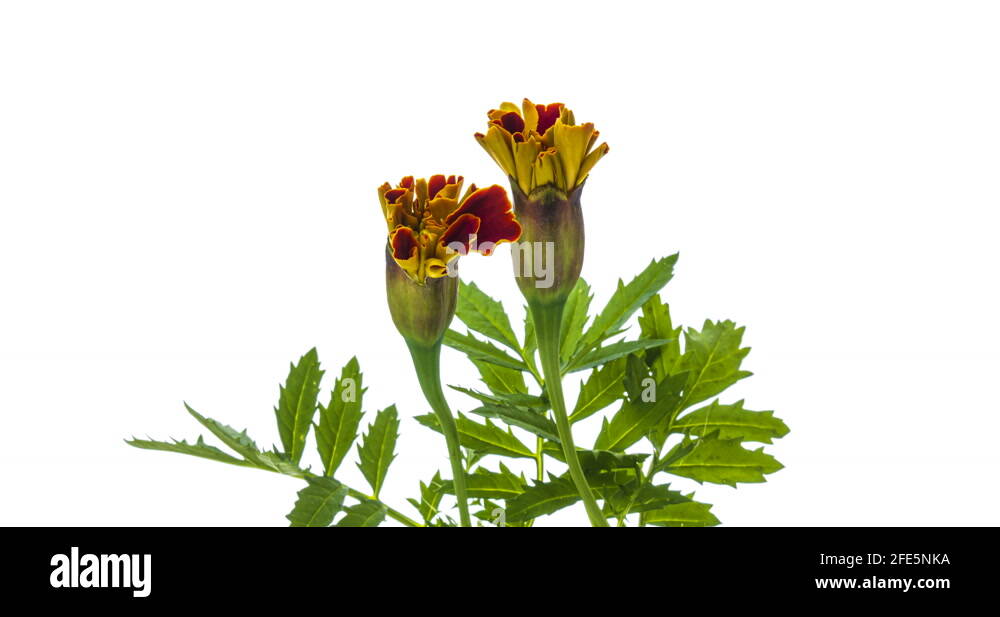Opening flower head Stock Videos & Footage - HD and 4K Video Clips - Alamy