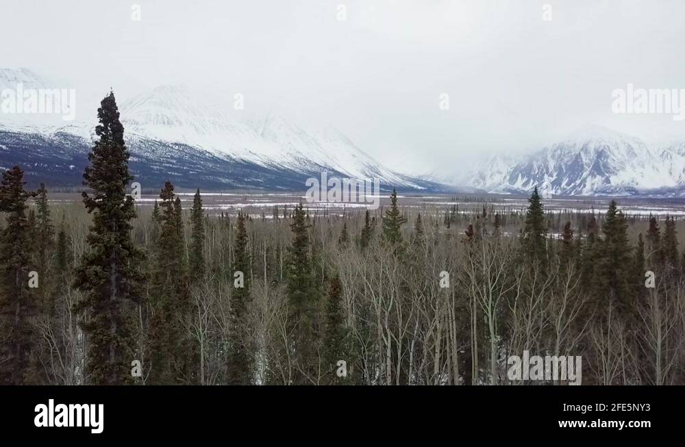 Scenic Yukon landscape view of green skinny tall trees in forest with ...
