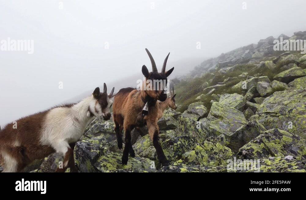 Close up young mountain goat Stock Videos & Footage - HD and 4K Video ...