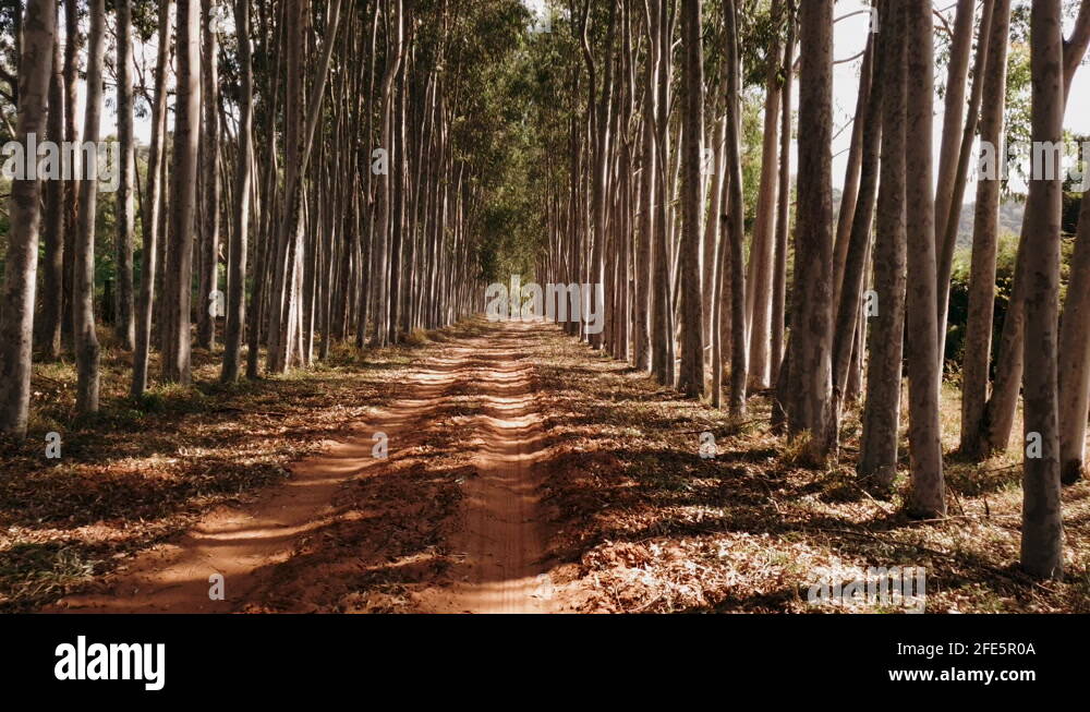 Straight lines of tree trunks Stock Videos & Footage - HD and 4K Video ...