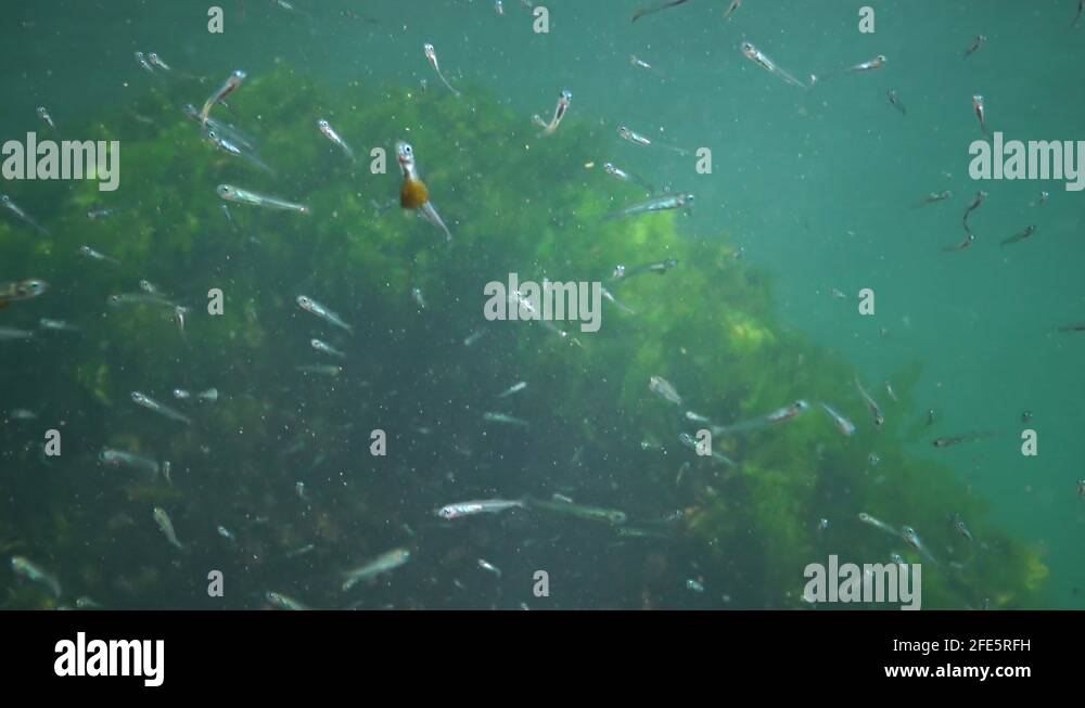 Fish of the Black Sea. Black Sea big-scale sand smelt (Atherina pontica ...