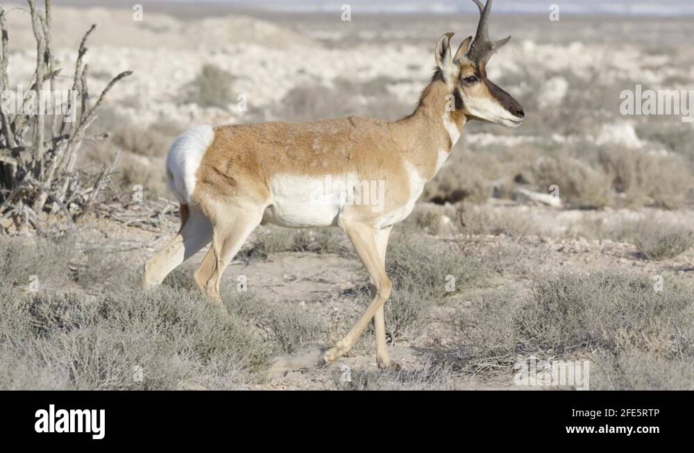 Pronghorn antelope in desert Stock Videos & Footage - HD and 4K Video ...