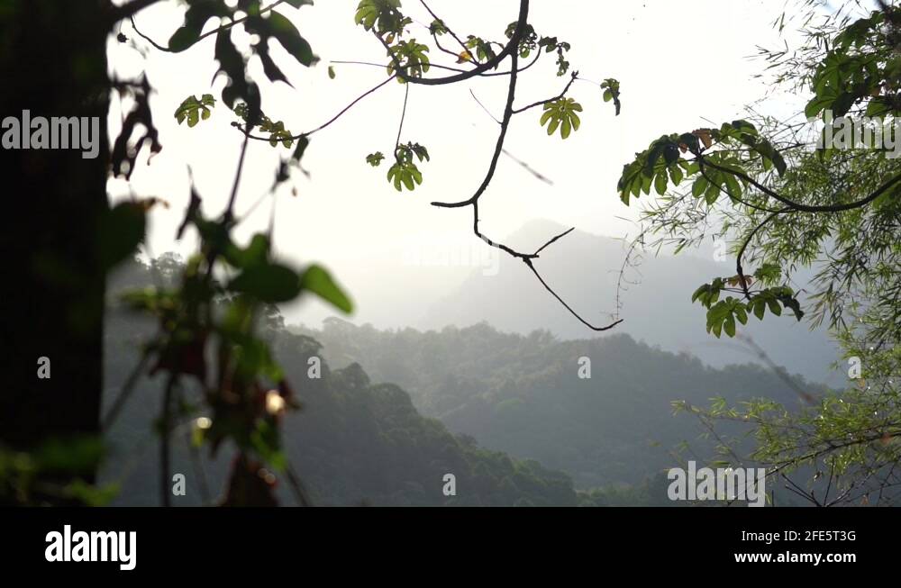 Amazon rainforest during stunning bright sunset, illuminating forest ...