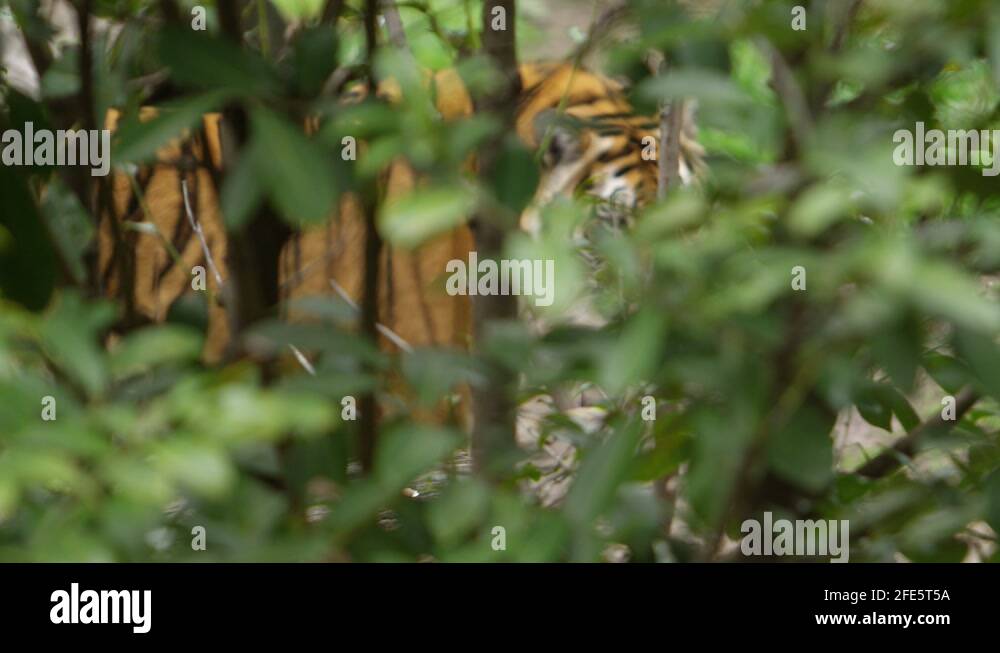 Tiger spots Stock Videos & Footage - HD and 4K Video Clips - Alamy