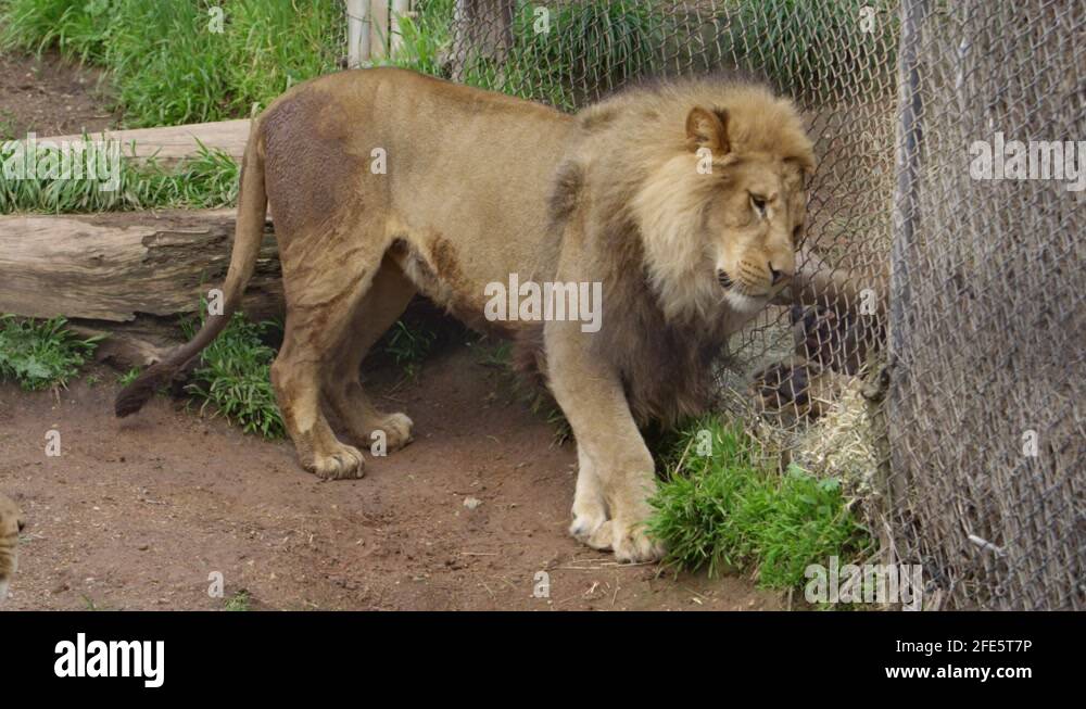 Zoo cages Stock Videos & Footage - HD and 4K Video Clips - Alamy