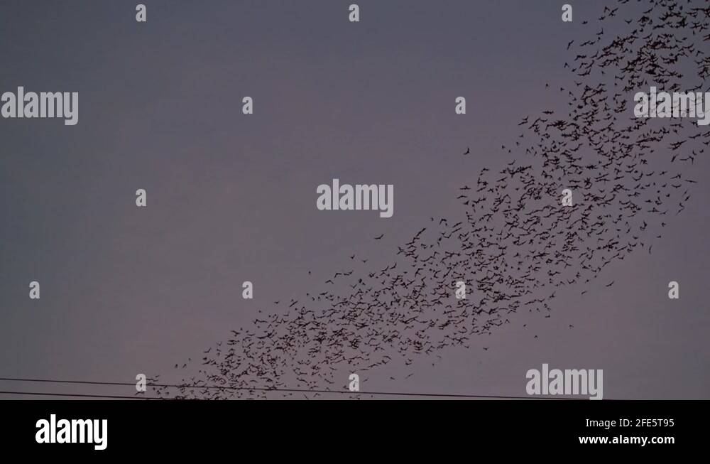 A swarm of bats flying in the purple night sky over power lines and ...