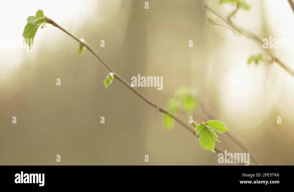 Young green leaves elm tree Stock Videos & Footage - HD and 4K Video ...