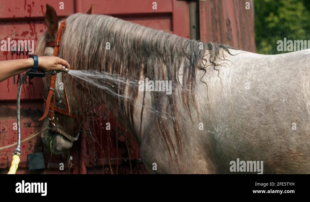 Wash washing horse Stock Videos & Footage - HD and 4K Video Clips - Alamy