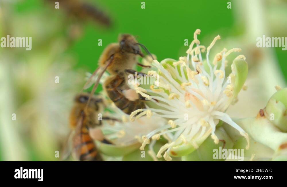 Pollination efficiency Stock Videos & Footage - HD and 4K Video Clips ...