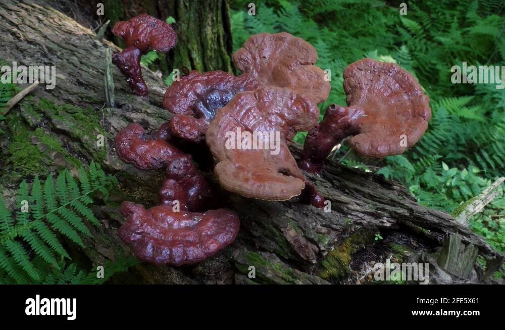 Polypore mushrooms Stock Videos & Footage - HD and 4K Video Clips - Alamy