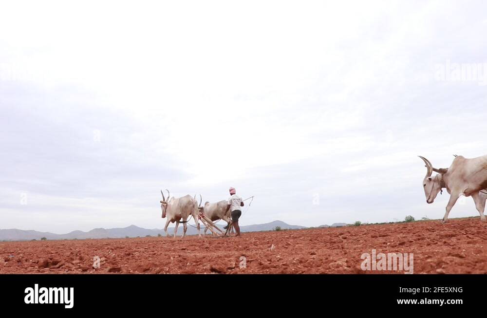 Indian farmer ploughing with bull at his field in India Stock Video ...