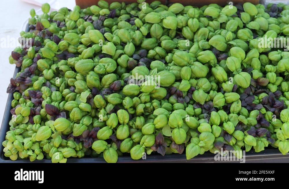 Basil microgreens Stock Videos & Footage - HD and 4K Video Clips - Alamy