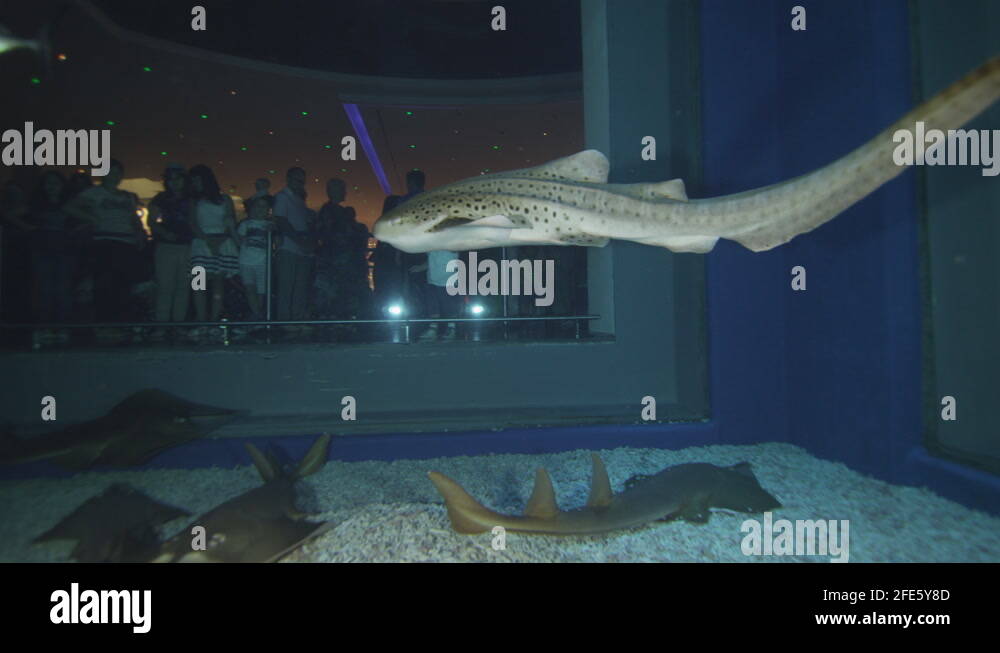 A breathtaking sight of the Leopard catshark swimming just above the ...