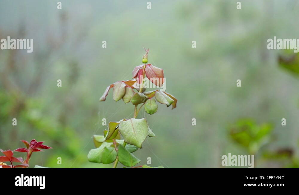 Rose flower kerala Stock Videos & Footage - HD and 4K Video Clips - Alamy